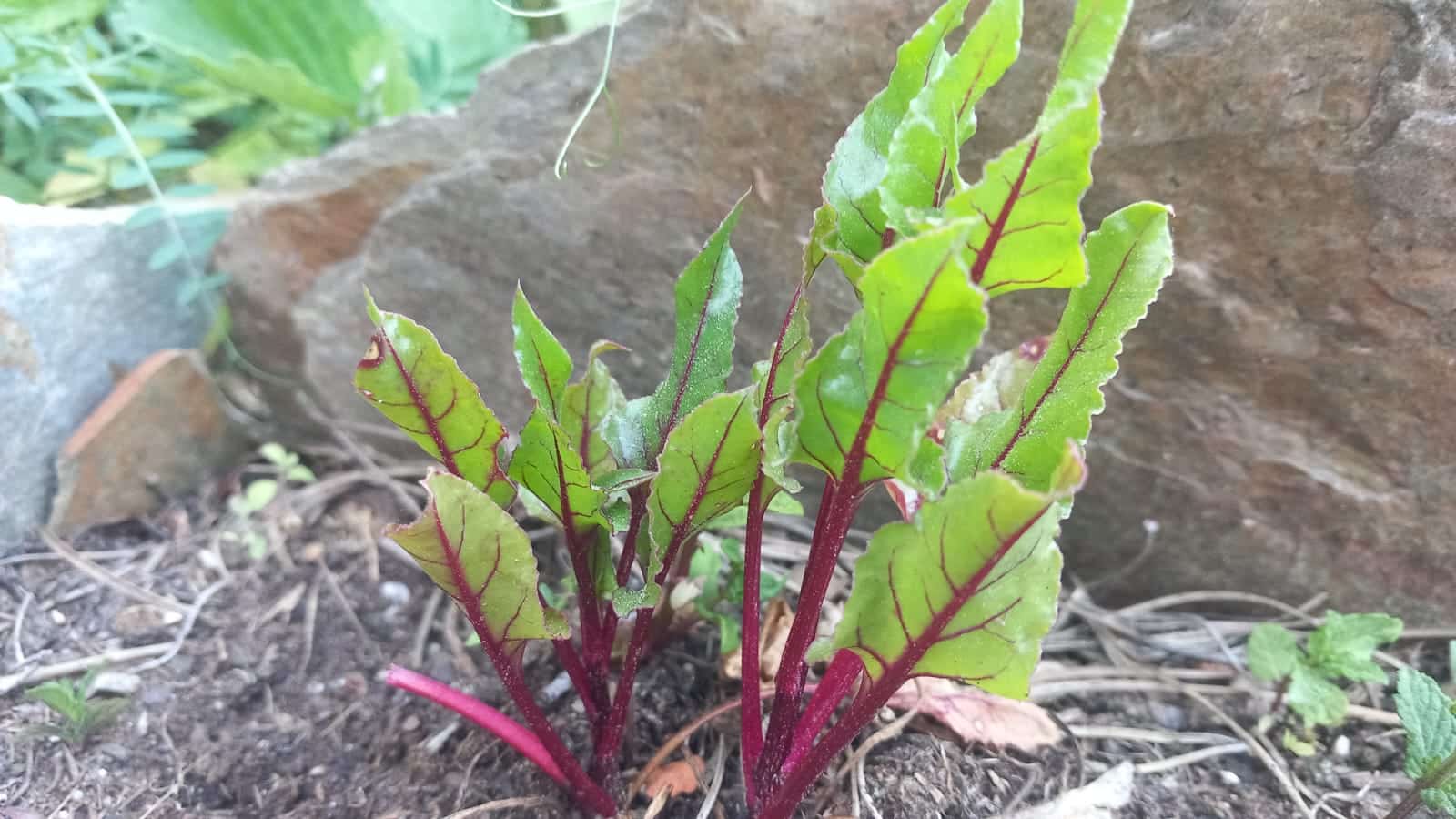 Red Chard: Beauty, flavor and nutrition in your garden. - Like Plants