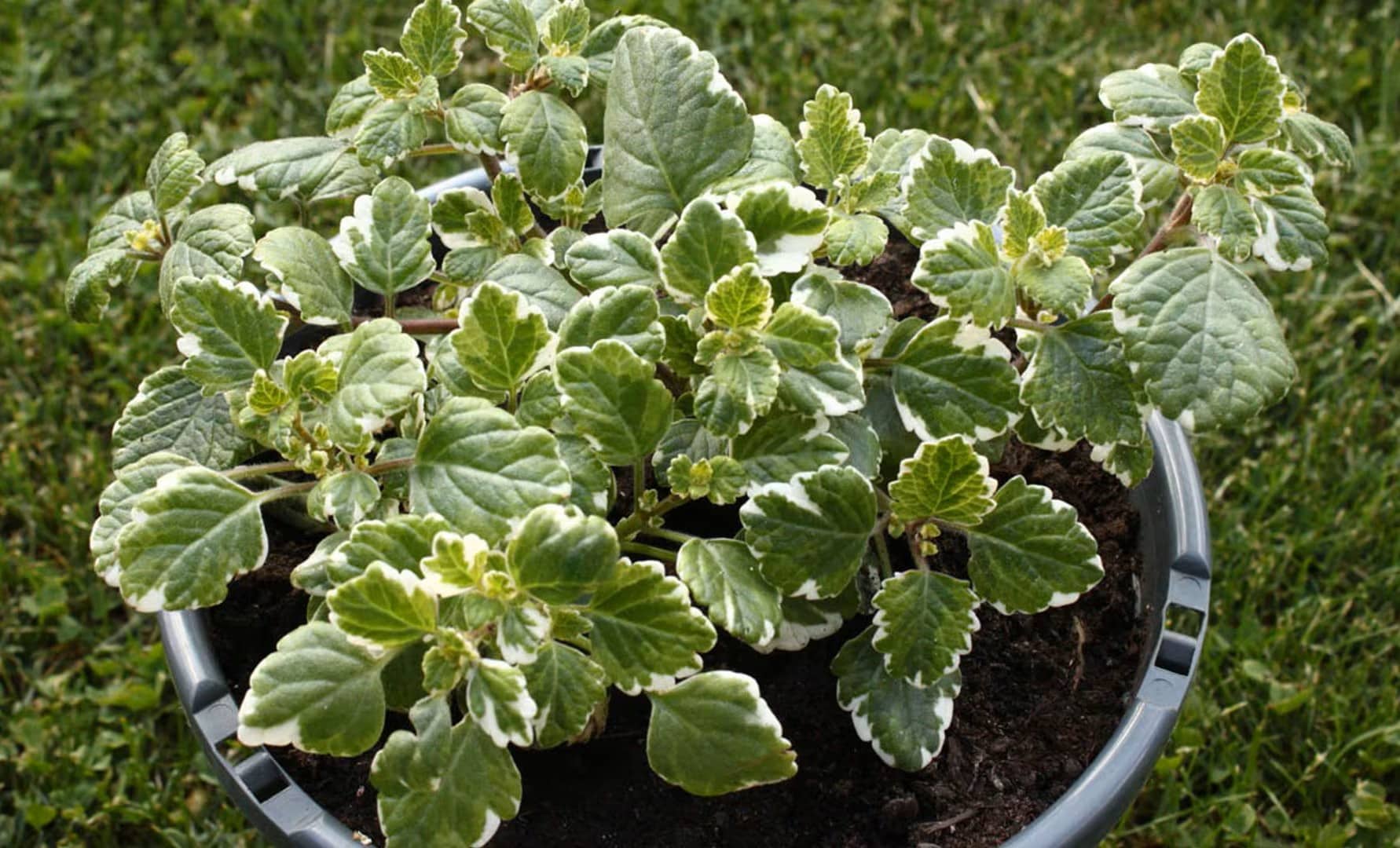 False incense: repel mosquitoes and beautify your balcony - Like Plants%.